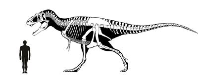 Zhuchengtyrannus Everything Dinosaurs