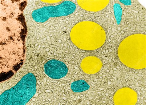 Testicular Interstitial Cell Stock Image C0093530 Science Photo