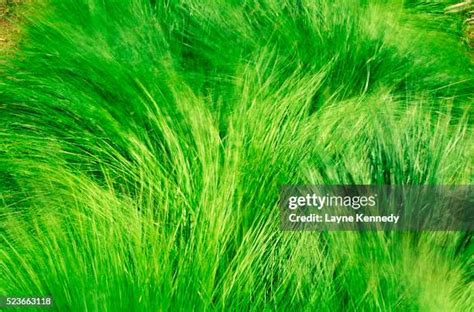 Switch Grass Photos And Premium High Res Pictures Getty Images