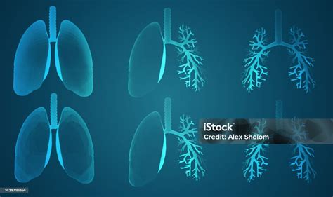 벡터 세트 3d 폐와 기관지 컬러 배경에 의료 디자인을위한 요소 폐에 대한 스톡 벡터 아트 및 기타 이미지 폐 파란색 컴퓨터 그래픽 Istock