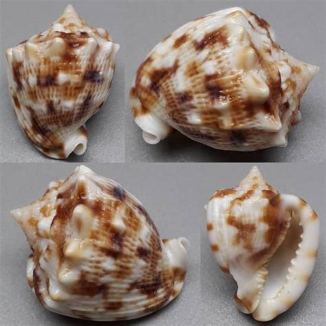 Cassis Cornuta 3779888