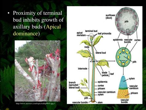 Ppt Plant Structure And Function Ch 35 Powerpoint Presentation Free