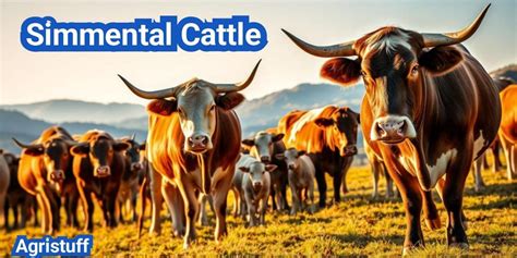 Simmental Cattle Origin Size Weight Color And Uses