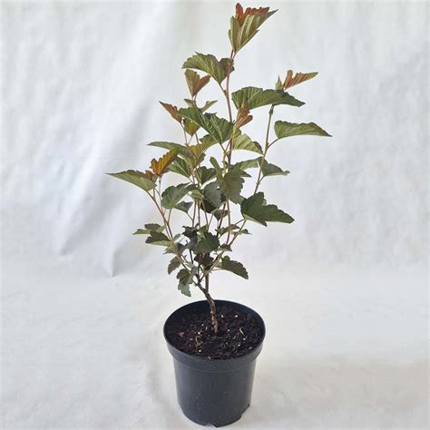 Physocarpus Opulifolius Andre Градински център и разсадник Тис