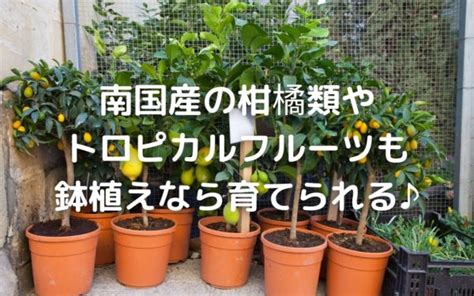果樹庭に植える果物が実る木の選び方ポイント 暮らしの手づくり