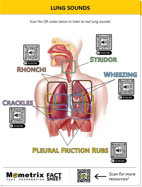 Different Types Of Lung Sounds Video Artofit