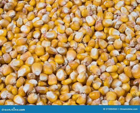 Harvested Corn Kernels Close Up Stock Image Image Of Indian Golden