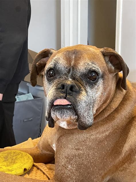 Oh Are We Doing Boxer Chin Presses How Are Their Heads So Heavy R