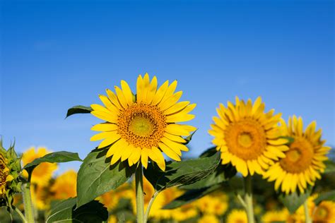 푸른 하늘을 배경으로 한 해바라기 밭 사진 Unsplash의 무료 꽃 이미지
