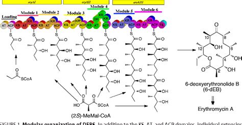 Erythromycin Pathway