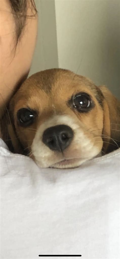 Puppy Eyes Scrolller