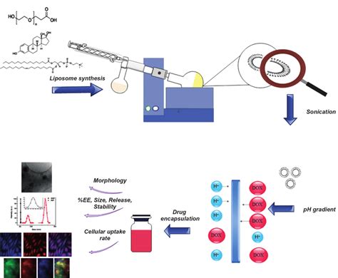 A Brief Overview Of The Research Work Flow Synthesis Doxorubicin Download Scientific Diagram