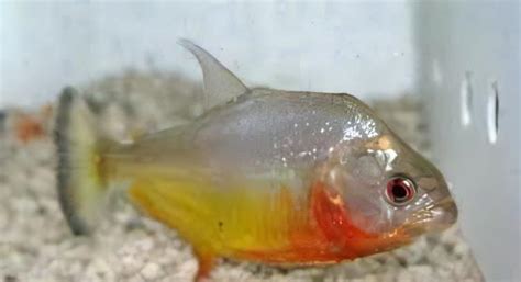 Red Ruby Spilo Piranha Serrasalmus Sanchezi Para 10cm Sims Tropical