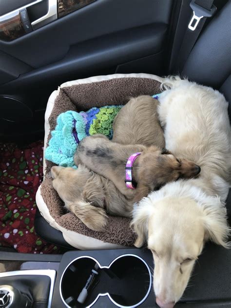 Not Your Usual Cuddle Puddle R Thecuddlepuddle