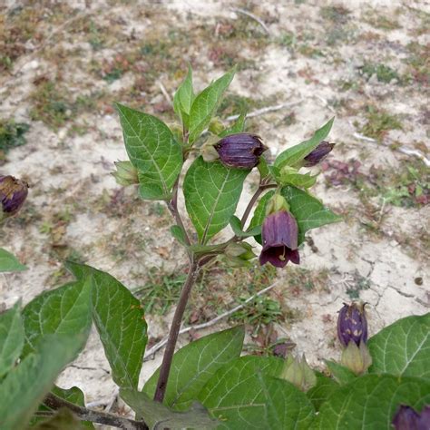 Atropa Belladonna Deadly Nightshade Sussex Botanical Recording Society