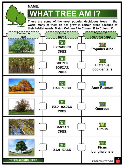Trees Facts And Worksheets And Examples Pdf Download Worksheets Library