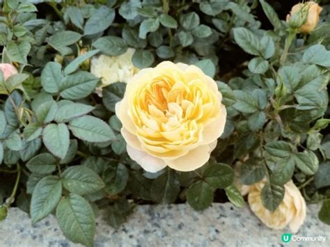 花開富貴 U Lifestyle 香港優惠及生活資訊平台