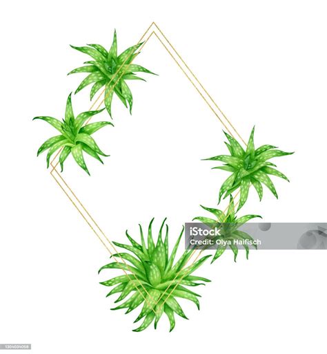 흰색 배경에 고립 된 황금 선이있는 수채화 알로에 베라 기하학적 프레임 신선한 녹색 즙이 많은 템플릿 알로에 식물 도면 복사 공간이있는 다각형 골드 마름모 드 카드 0명에