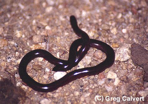 Влечуги на 100 милиона години обитават Мадагаскар