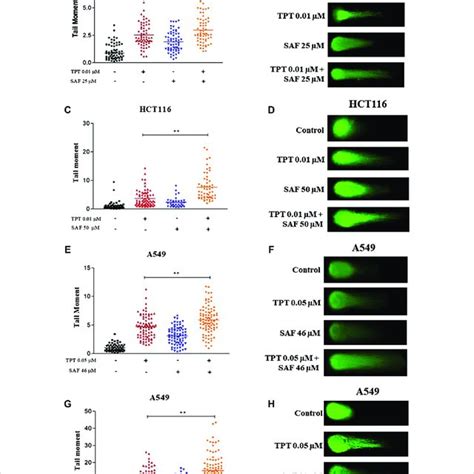 Neutral Comet Assay Of Hct116 And A549 Cells Treated With Saf Ic25ic50