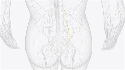Premium Photo The Genitofemoral Nerve Is A Branch Of The Lumbar