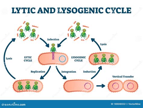 Lytic And Lysogenic Cycle Vector Illustration Labeled Educational Scheme