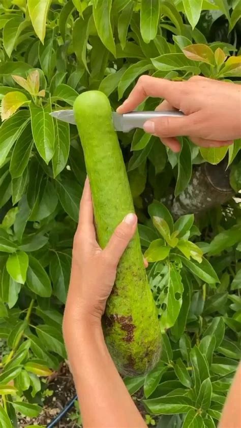 Best 13 Long Neck Avocado Artofit
