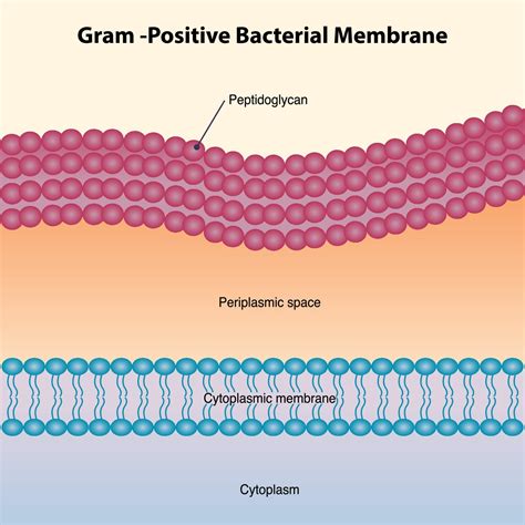 Gram Positive Bacterial Membrane Diagram 11972634 Vector Art At Vecteezy