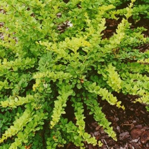 Барбарис Green Carpet (Грін Карпэт)🌸 - купити саджанці в горшках в ...