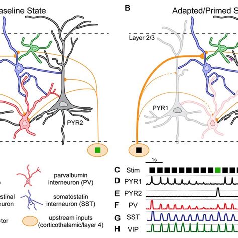 Hypothetical Model Of Layer 23 Cortical Circuitry And Neuronal
