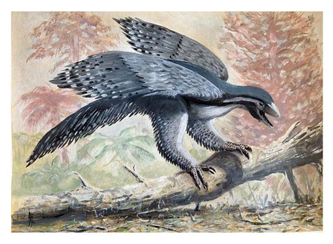 Archaeopteryx Lithographica By Alainbeneteau On Deviantart