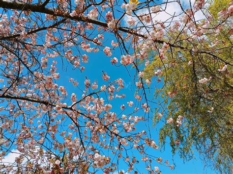 佛龛与樱花 家居园艺