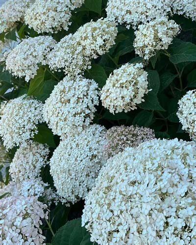 20 Dwarf Hydrangea Varieties For Small Spaces World Of Garden Plants