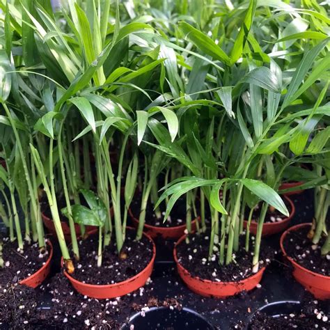 Burmese Python Care Guide Diet Enclosure And Heating