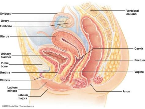 33 Label The Female Reproductive System 5 Structures Of Female