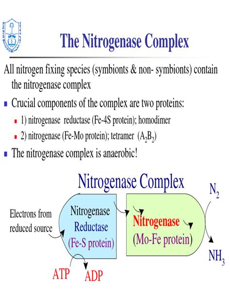 Nitrogenase Complex Bch Lectures21 Pdf Nitrate Nitrite