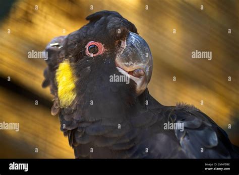 Close Up Portrait Of Yellow Tailed Black Cockatoo Calyptorhynchus