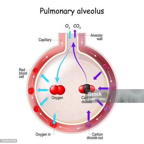 Pertukaran Gas Alveolus Anatomi Alveolus Paruparu Ilustrasi Stok