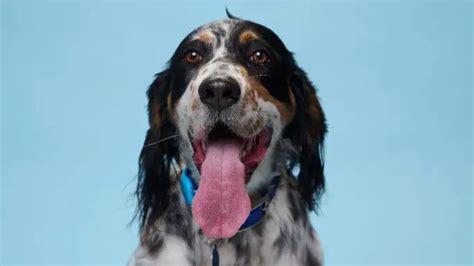 Bisbee Por Qué Se Le Considera El Perro Que Da Los Besos Más Largos Del Mundo Infobae