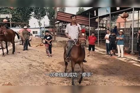 马儿第一次谈恋爱，一次牵线就成功“牵手”，镜头拍下恩爱画面