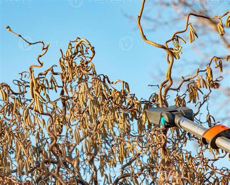 Pruning Hazel Tree Corylus Avellana With Pruning Shears Early Spring