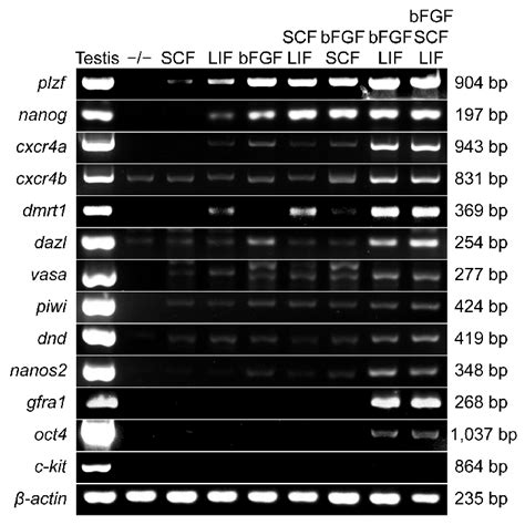 Expression Analysis Of Germ Cell Marker Genes In GPT Cells Treated With Download Scientific
