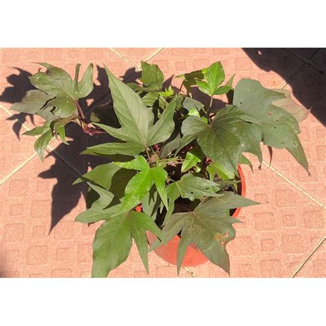 歐根泥客無農藥 紫色地瓜葉盆栽 200元 盆 紫色的程度依陽光照射的深淺影響 蝦皮購物