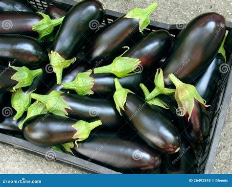 Eggplants Harvest Stock Image Image Of Yield Farming 26492845