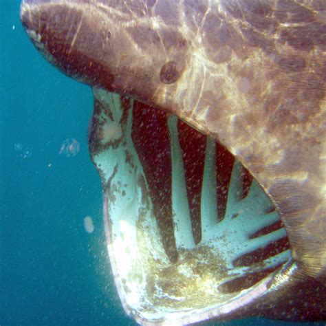 Irish Basking Shark Project Explore Your Shore
