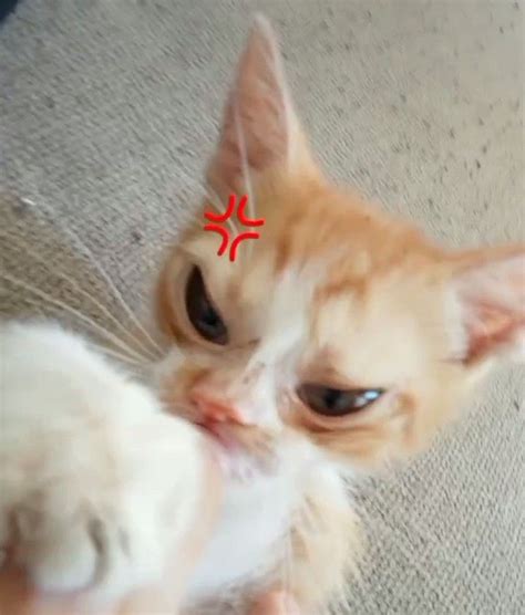 Citas De Gatos Enojados