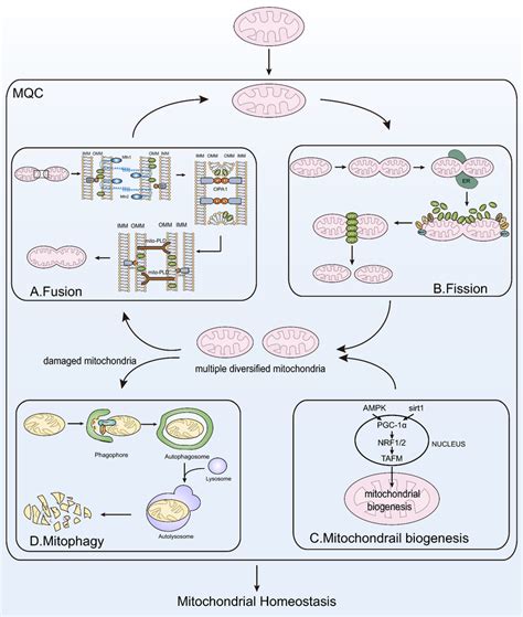 Mitochondrial Homeostasis Is Maintained By Mqc System Mitochondrial