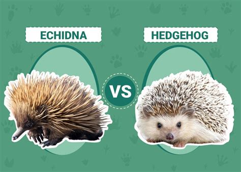 Echidna Vs Hedgehog Visual Differences And Characteristics With