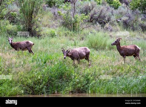 Dinosaur Colorado Bighorn Sheep Along The Green River In Dinosaur