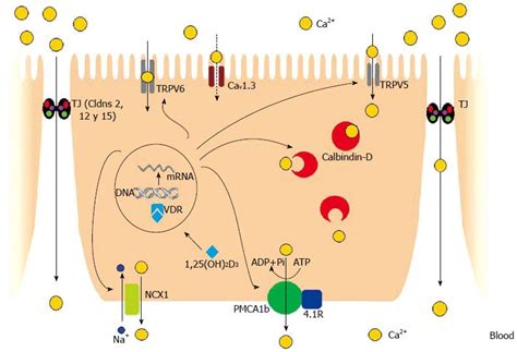 Molecular Aspects Of Intestinal Calcium Absorption